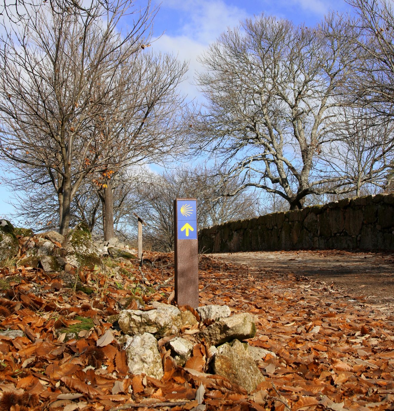 Sernancelhe: Cruzando a Terra da Castanha - IN Corporate Magazine