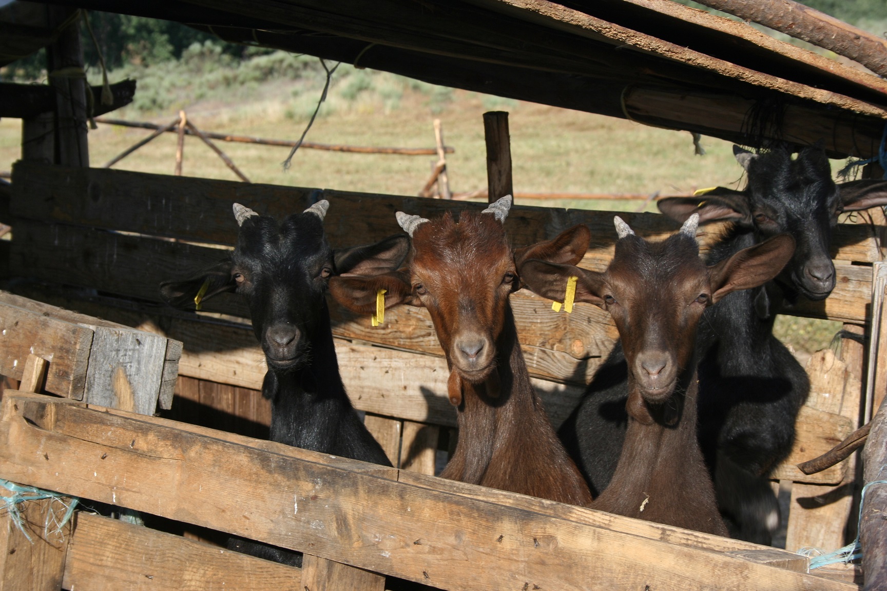 É necessário valorizar o Merino da Beira Baixa e a Charnequeira, para ...