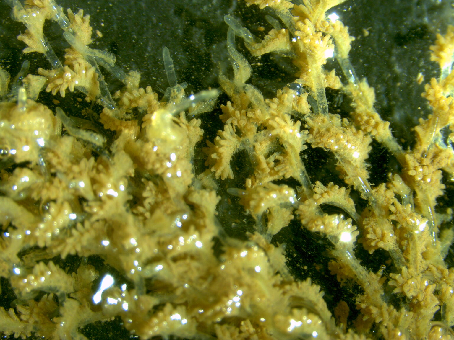 Investigadores do MARE descobrem duas novas espécies na Madeira - IN ...